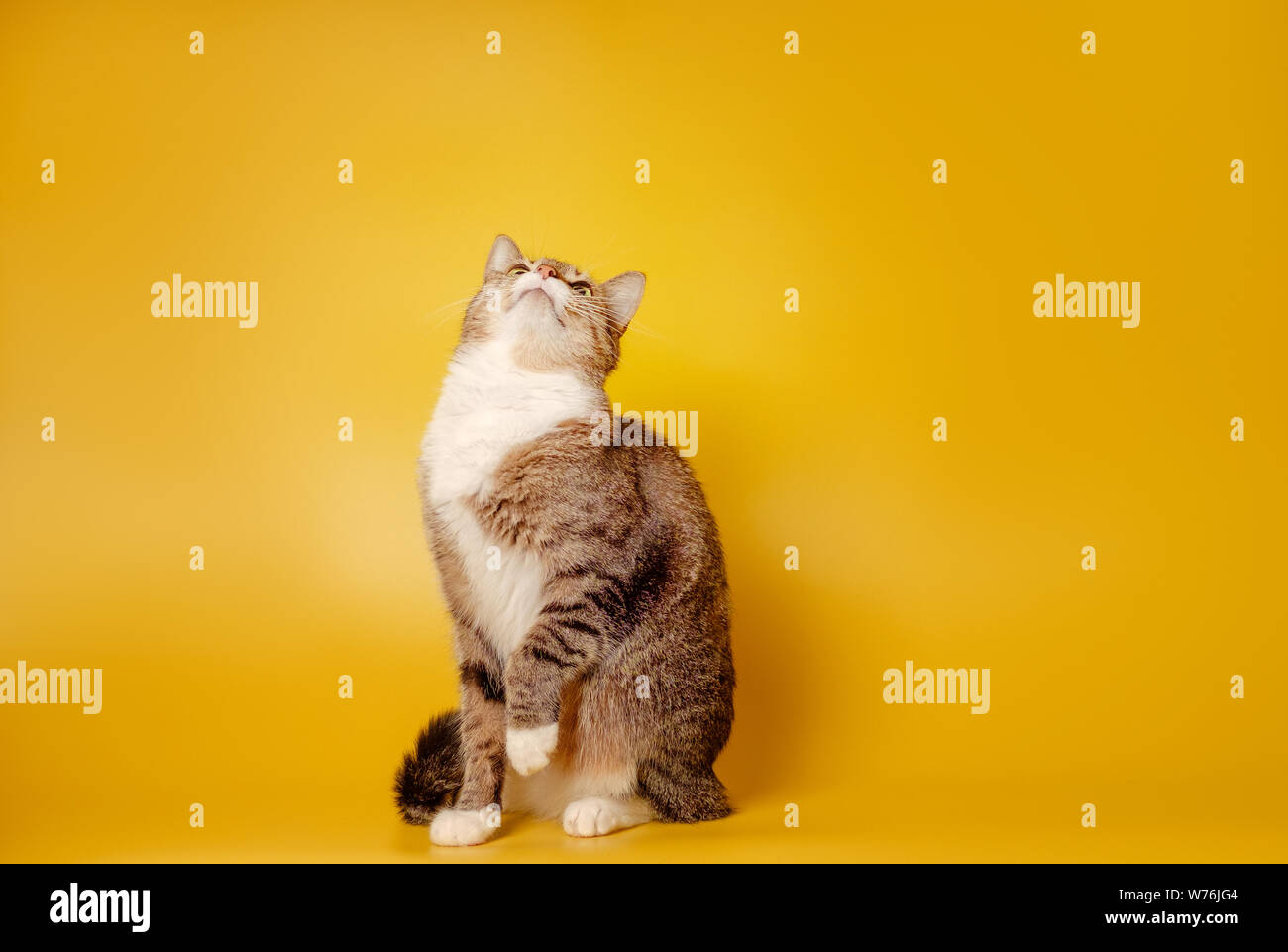 cat is sitting on hind legs on yellow background Stock Photo - Alamy