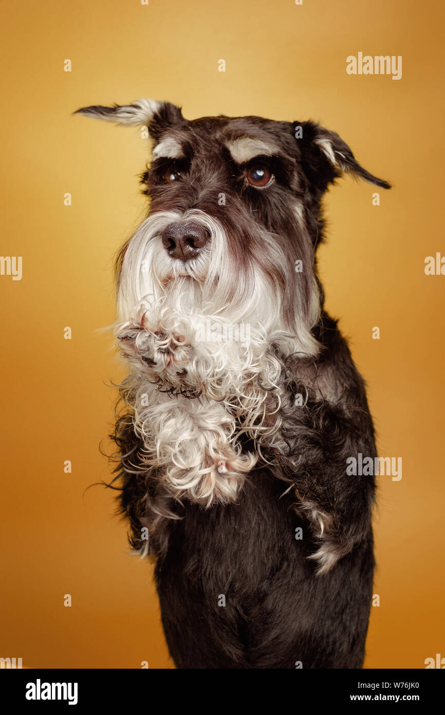 Side view miniature schnauzer hi-res stock photography and images - Alamy