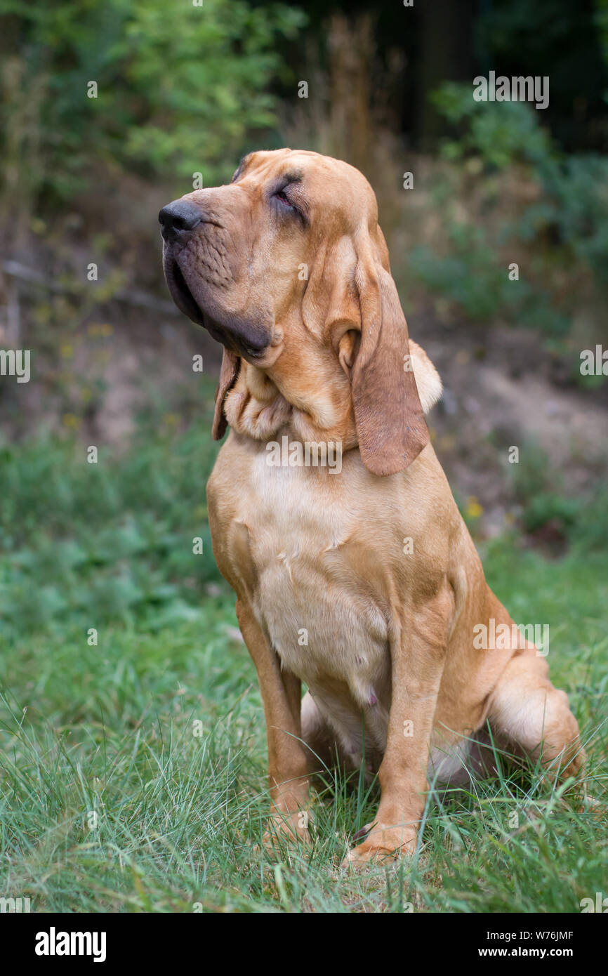 Saint Hubert Hound High Resolution Stock Photography and Images - Alamy