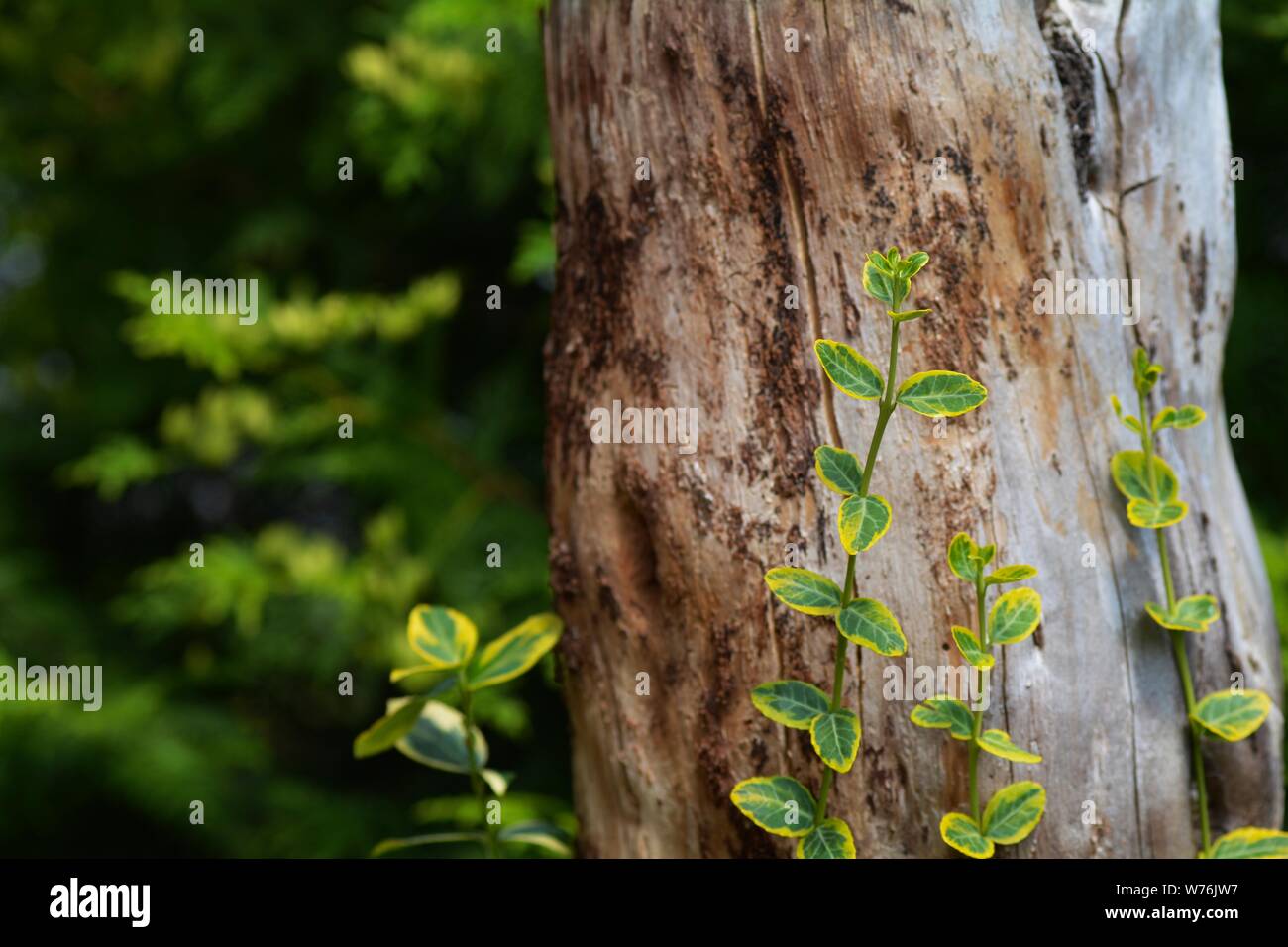 Tree trunk without bark, with plant in front and green nature on the ...