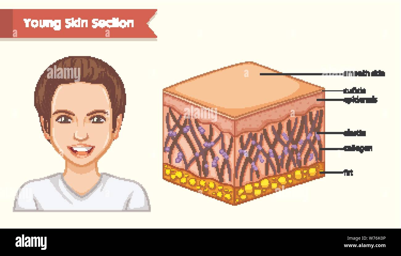 Layers of skin drawing hi-res stock photography and images - Alamy