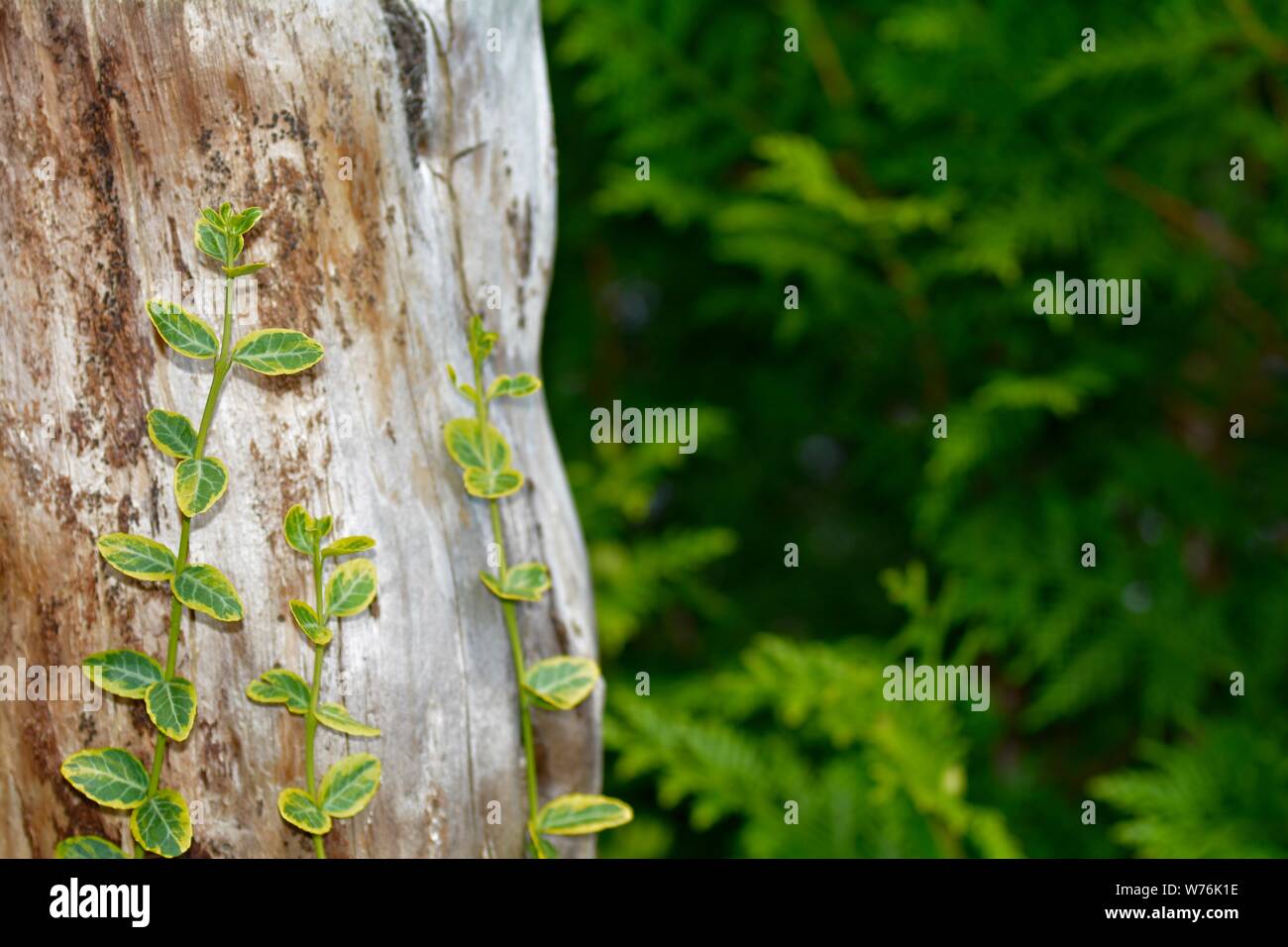 Tree trunk without bark, with plant in front and green nature on the ...