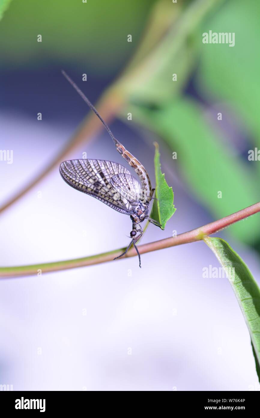 Ephemeroptera hi-res stock photography and images - Alamy