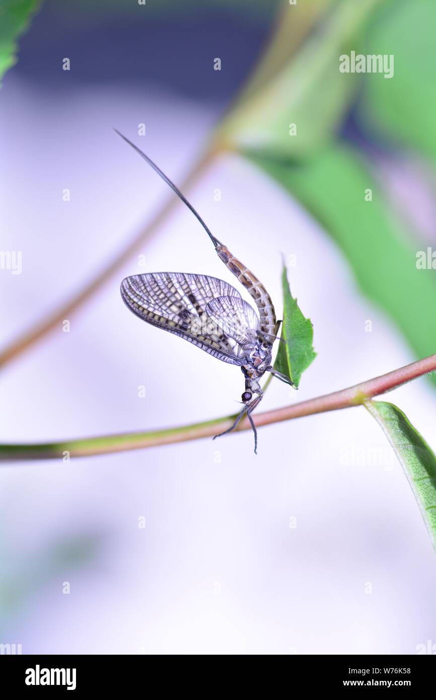Ephemeroptera hi-res stock photography and images - Alamy