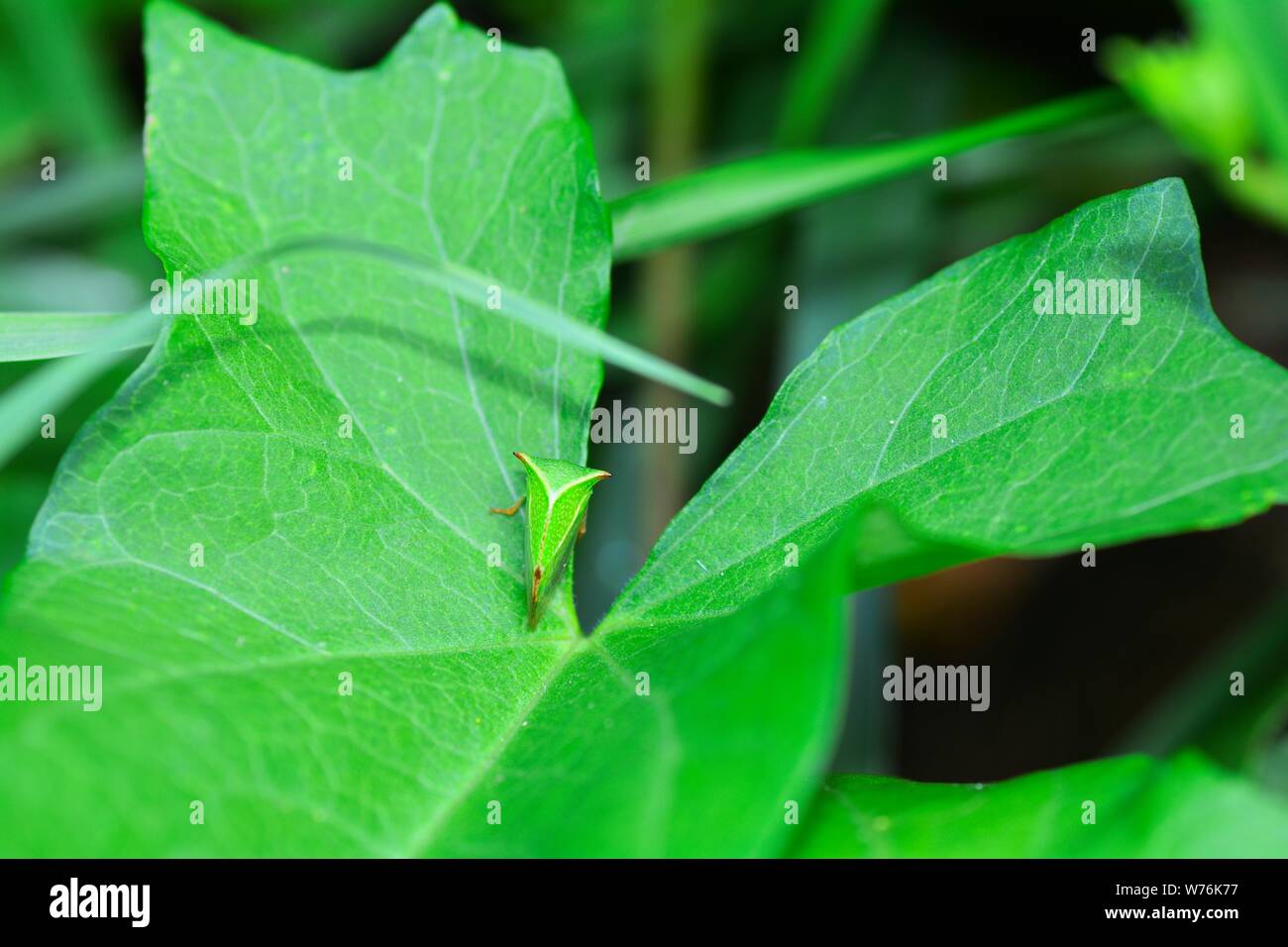 A green Cicada - Buffalo treehopper ( Stictocephala bisonia ) from ...