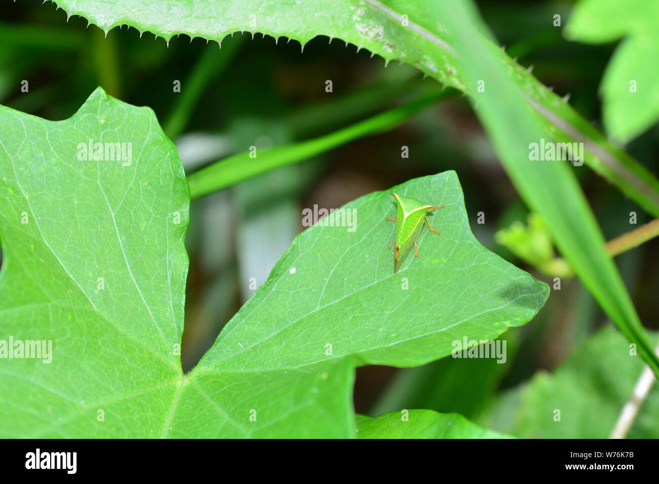 Green Cicada - Buffalo treehopper ( Stictocephala bisonia ) from above ...