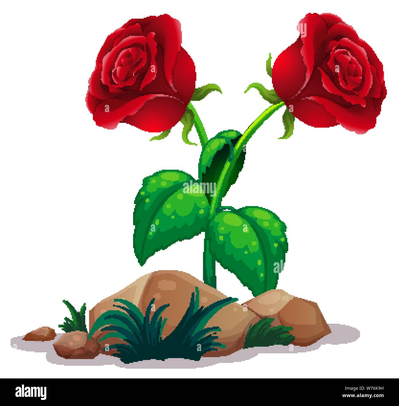 Two red roses on white background illustration Stock Vector Image & Art ...