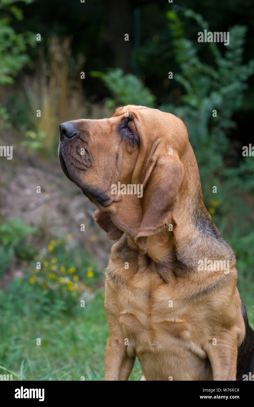 Bloodhound Dog High Resolution Stock Photography and Images - Alamy
