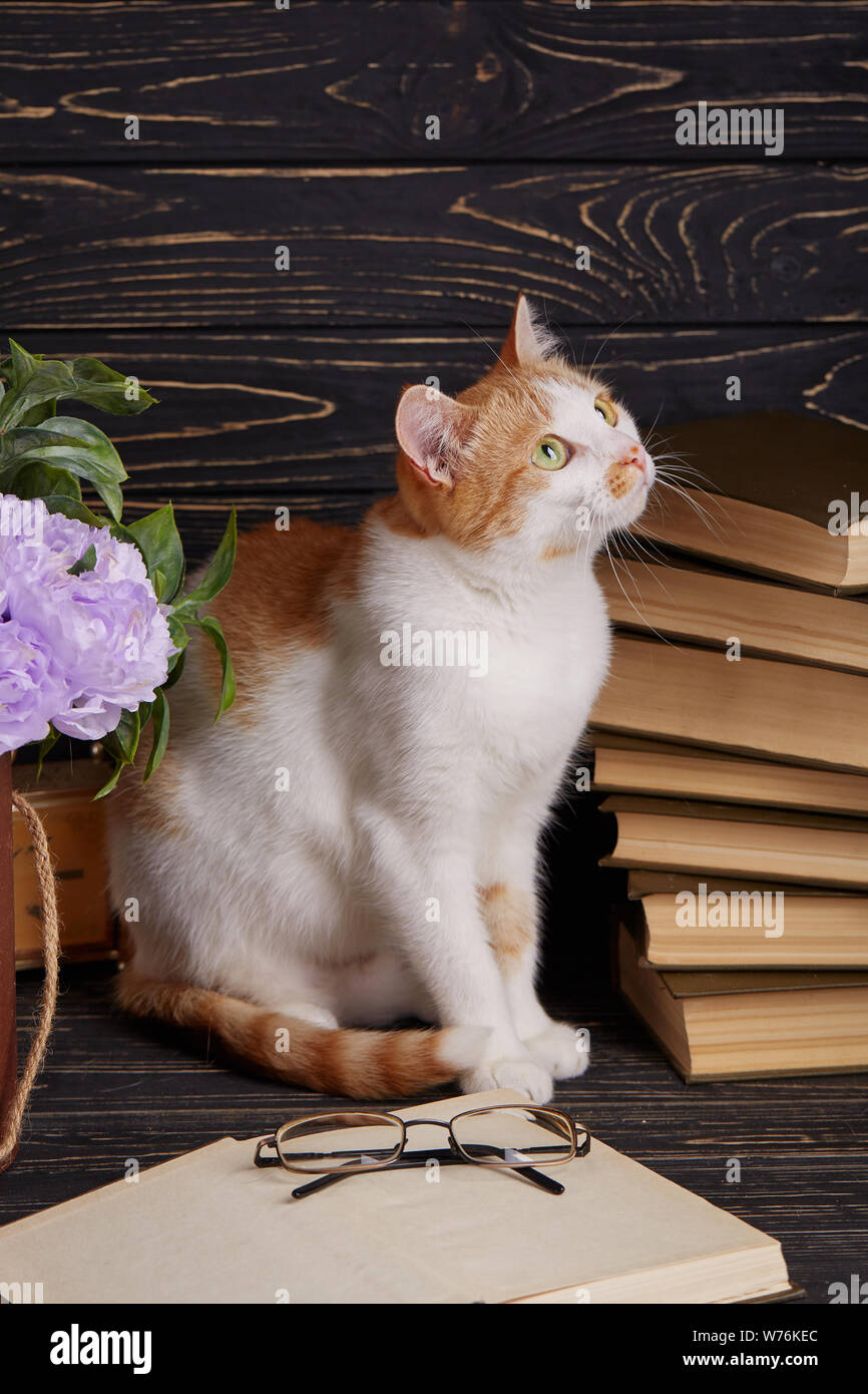 The cat is sitting next to an open book Stock Photo - Alamy