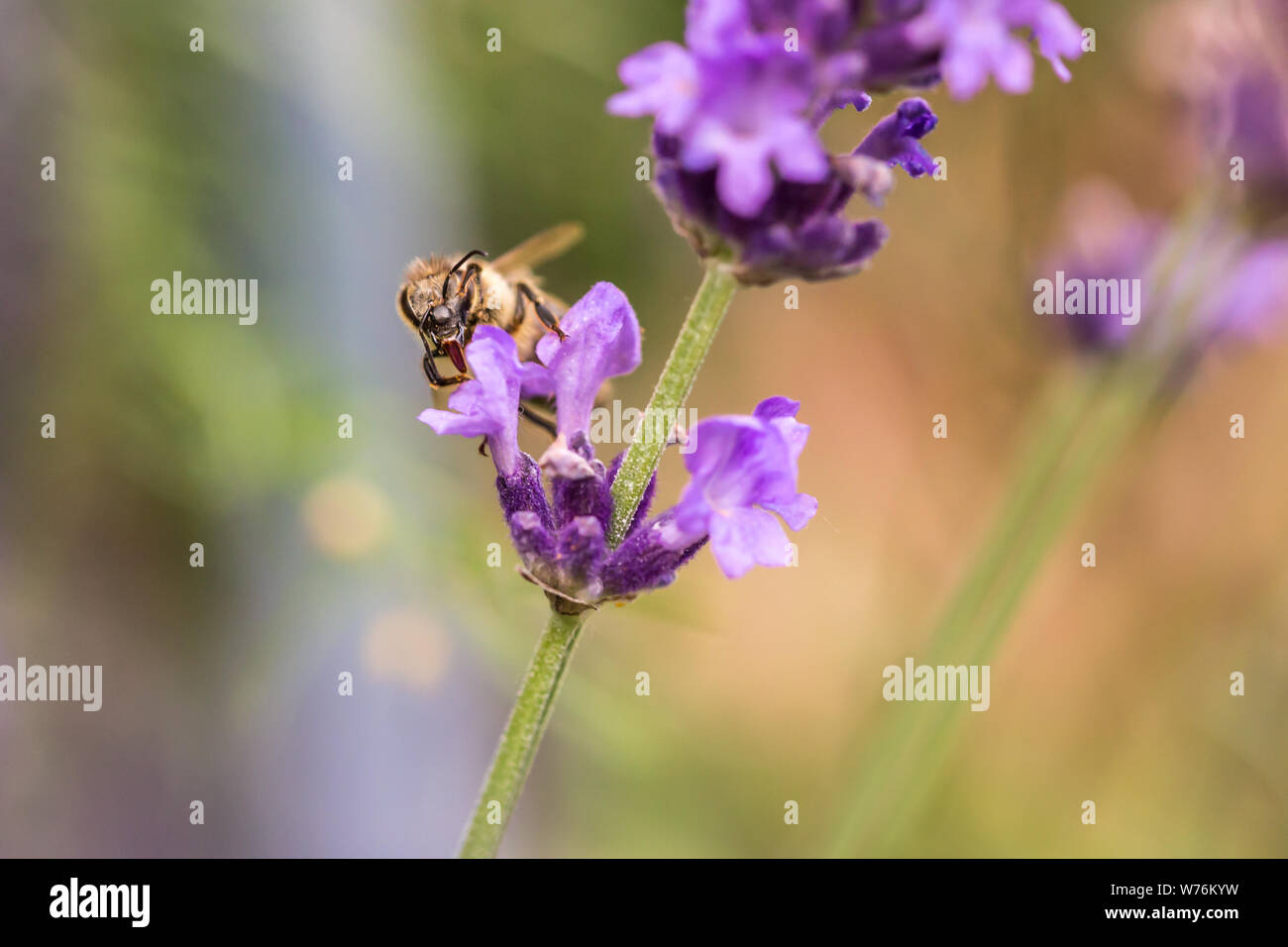 Pollination with bee and lavender during sunshine, sunny lavender Stock ...