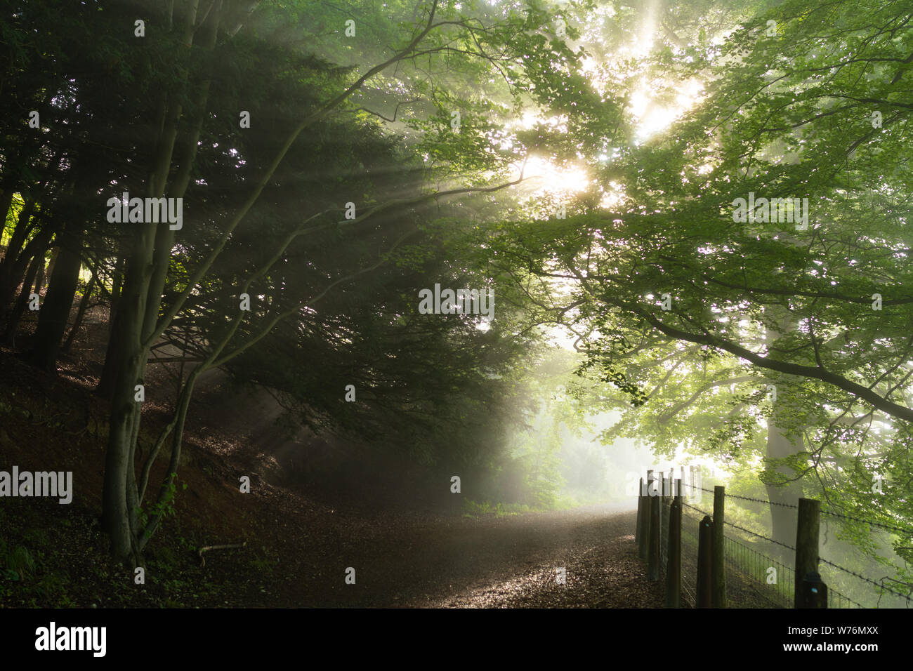 Early morning sunbeams lighting a woodland path at Ranmore Common, UK ...
