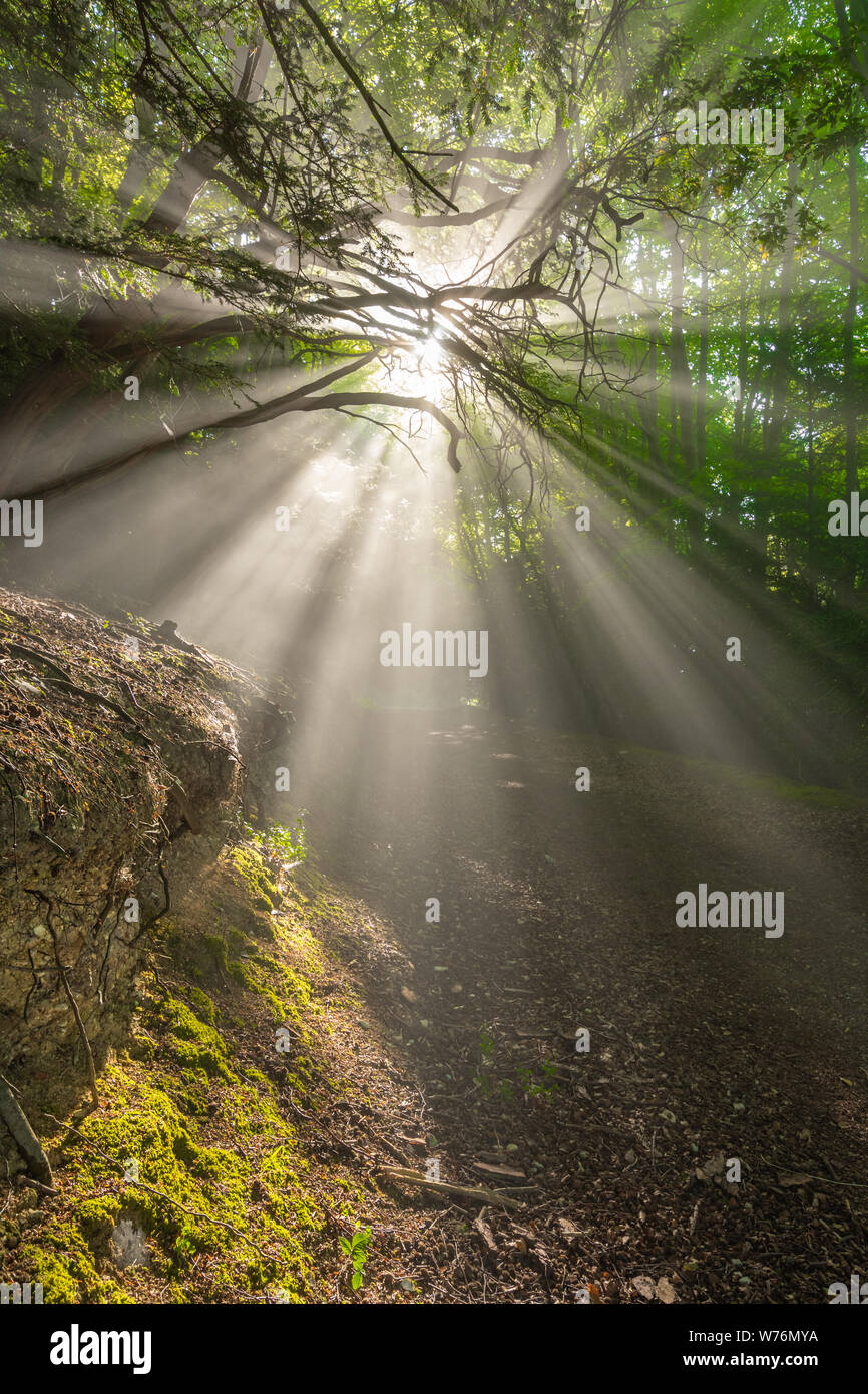 Early morning sun rays hi-res stock photography and images - Alamy