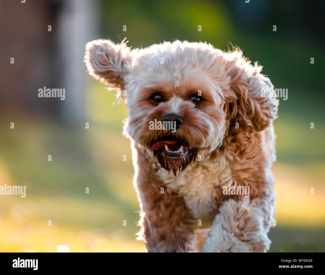 cavoodle Dog running during Golden hour Stock Photo - Alamy