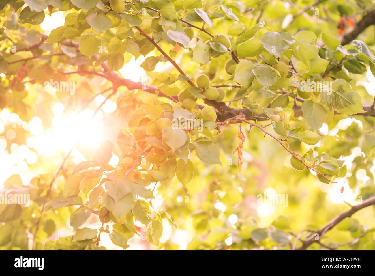 Apricot tree fruit hi-res stock photography and images - Alamy