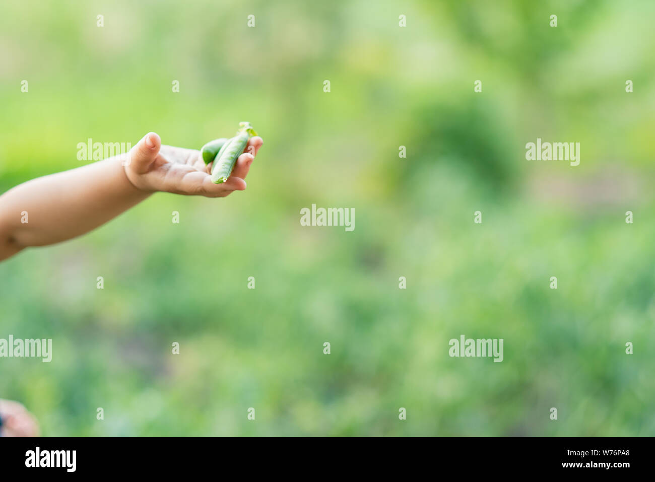 Portrait of child girl eating pea pod outdoors. Girl harvesting peas in ...