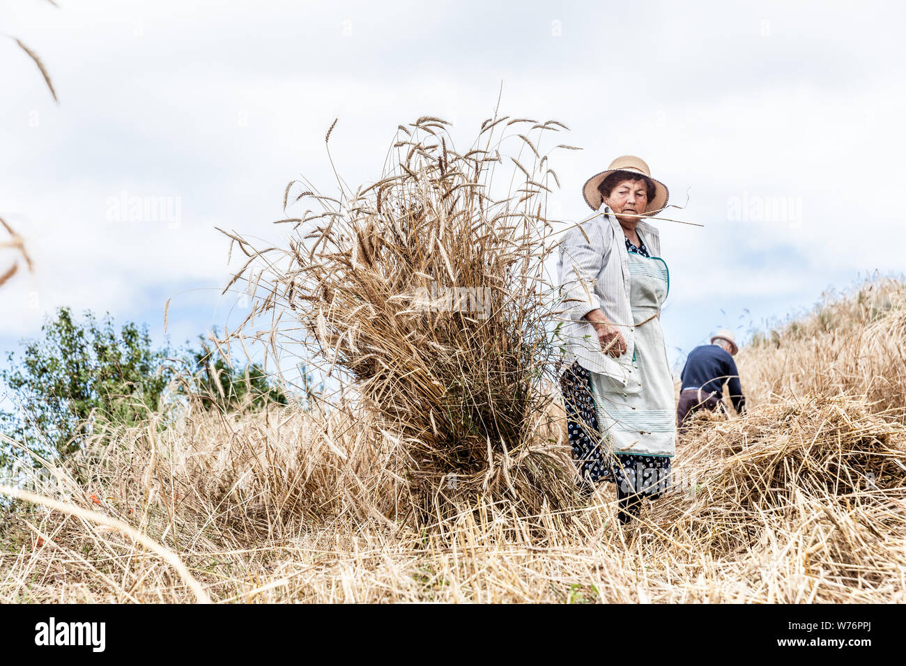 mowing wheat by hand Stock Photo - Alamy