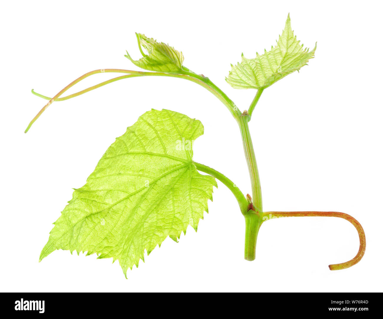Fresh Green Grape Leaf isolated on white background Stock Photo - Alamy