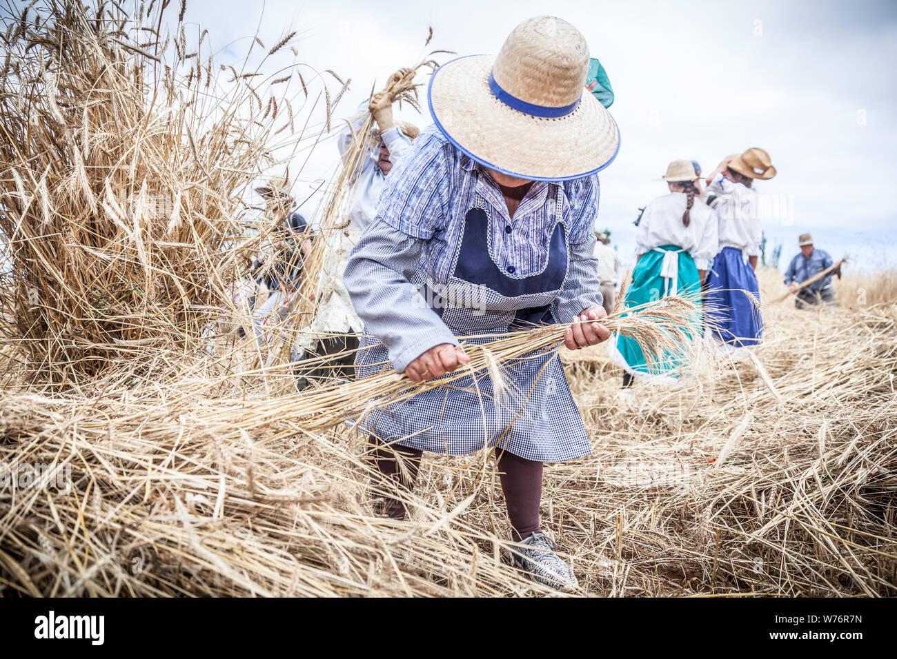 mowing wheat by hand Stock Photo - Alamy