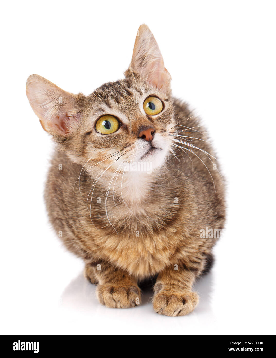 Furry help hi-res stock photography and images - Alamy