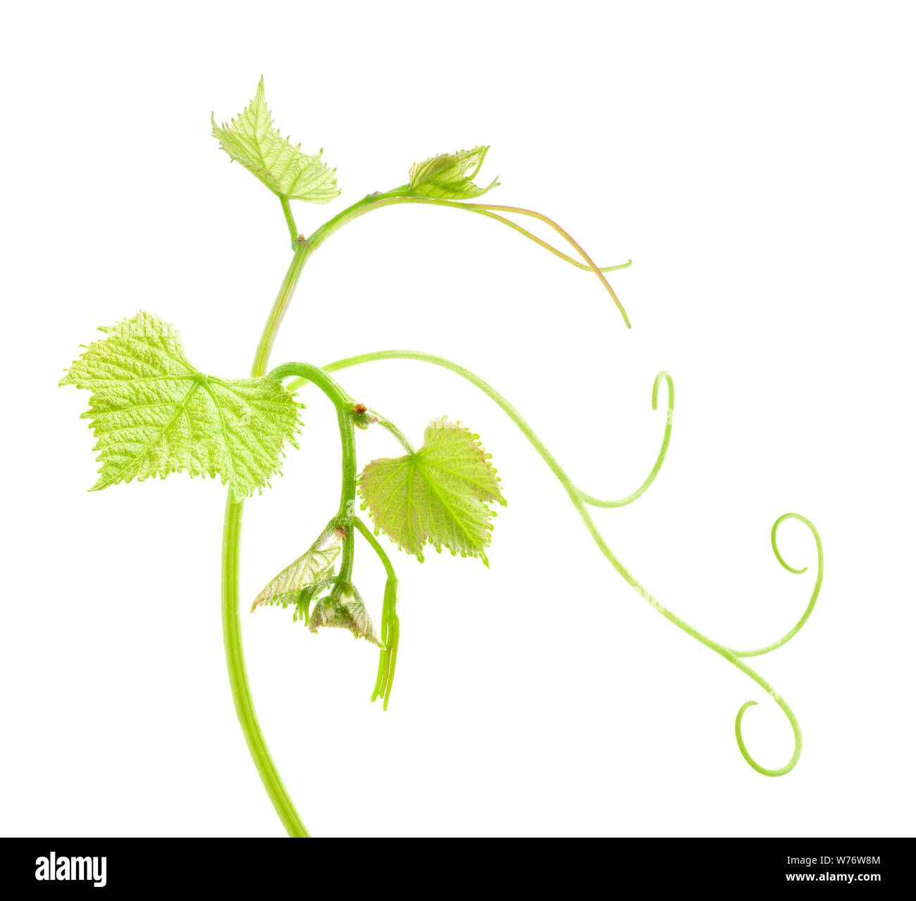 Young grape leaf hi-res stock photography and images - Alamy