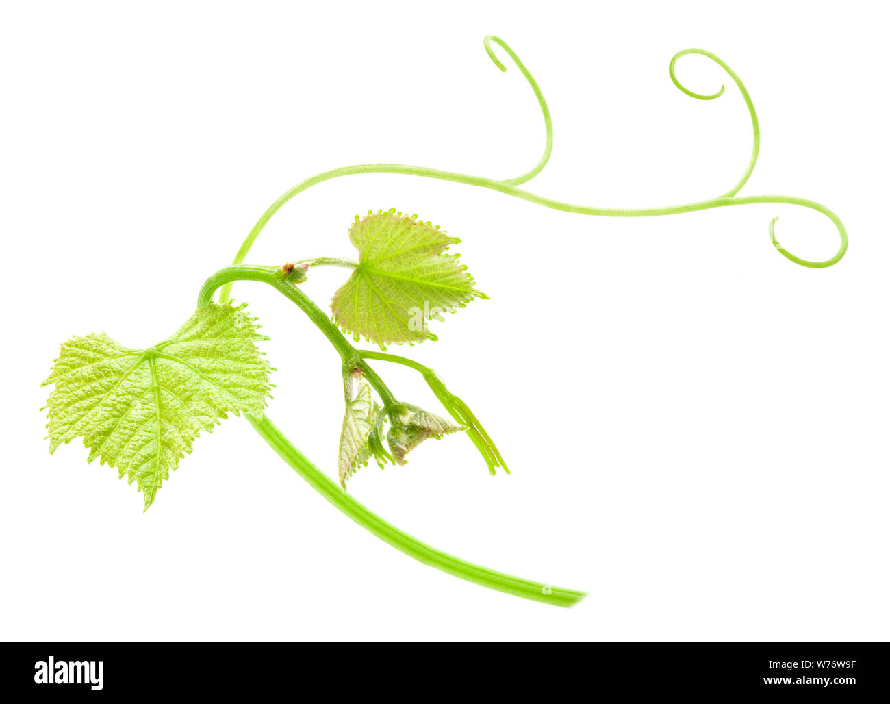 Young grape leaf hi-res stock photography and images - Alamy