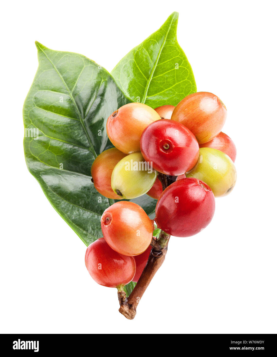 Red coffee beans on a branch of coffee tree, ripe and unripe berries ...
