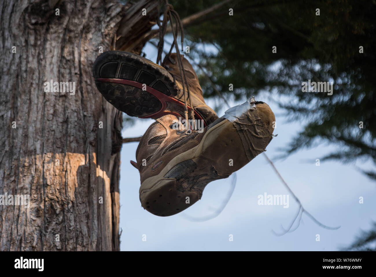 Pair of hiking shoes on the branch of a tree, here on the Camino ...