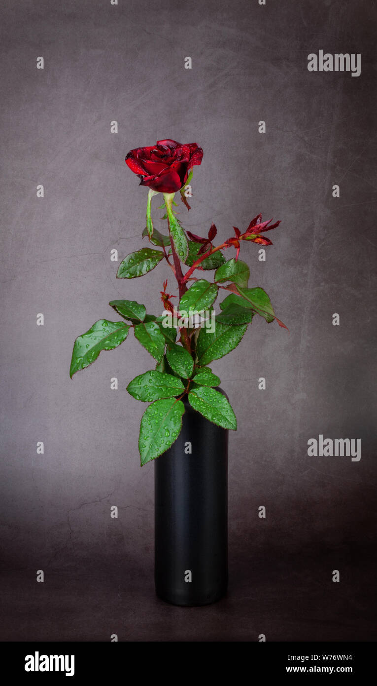 Red rose in black vase on grey background Stock Photo - Alamy
