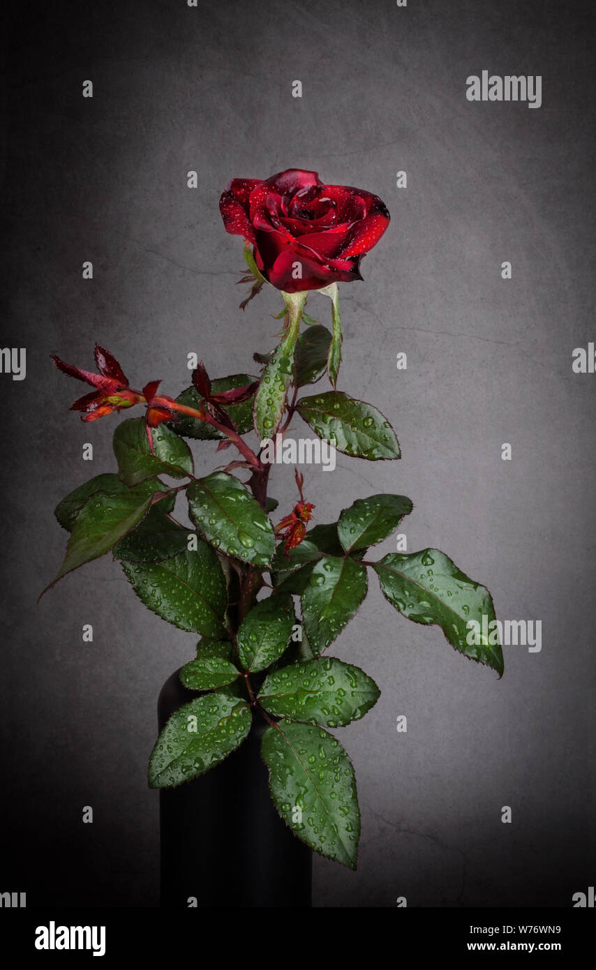 Red rose with grey color background hi-res stock photography and images ...