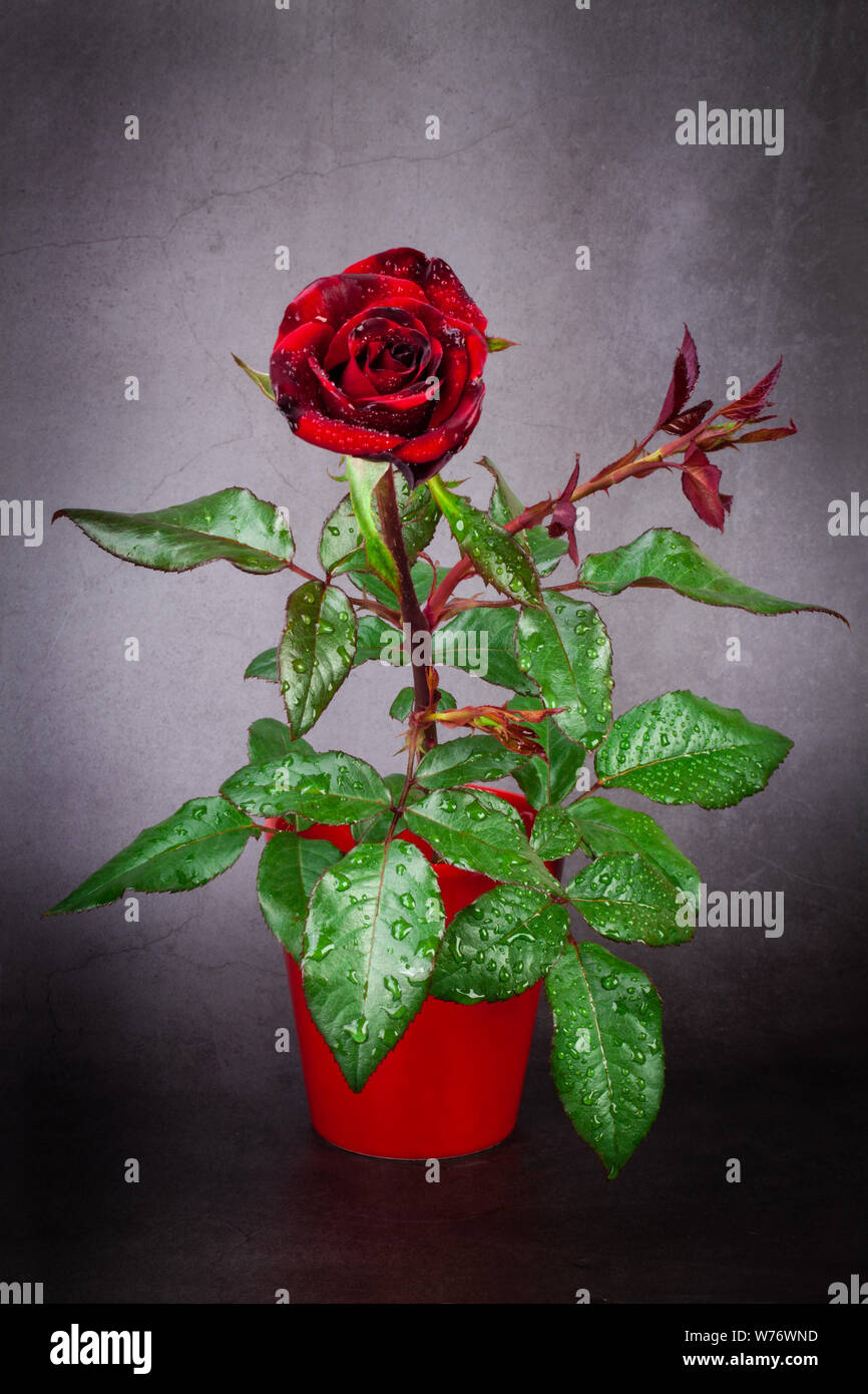Red rose with grey color background hi-res stock photography and images ...
