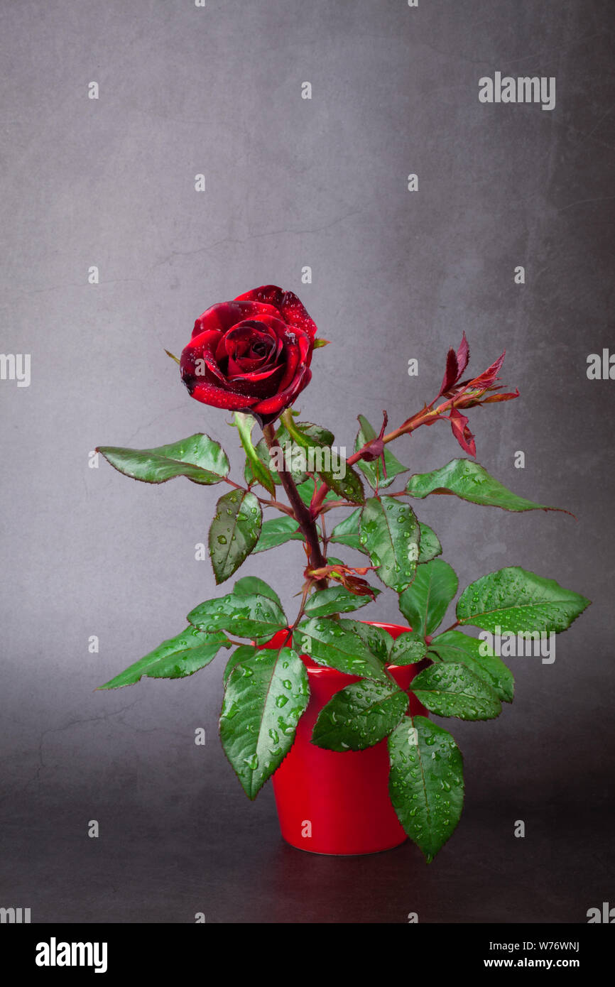 Red rose with grey color background hi-res stock photography and images ...