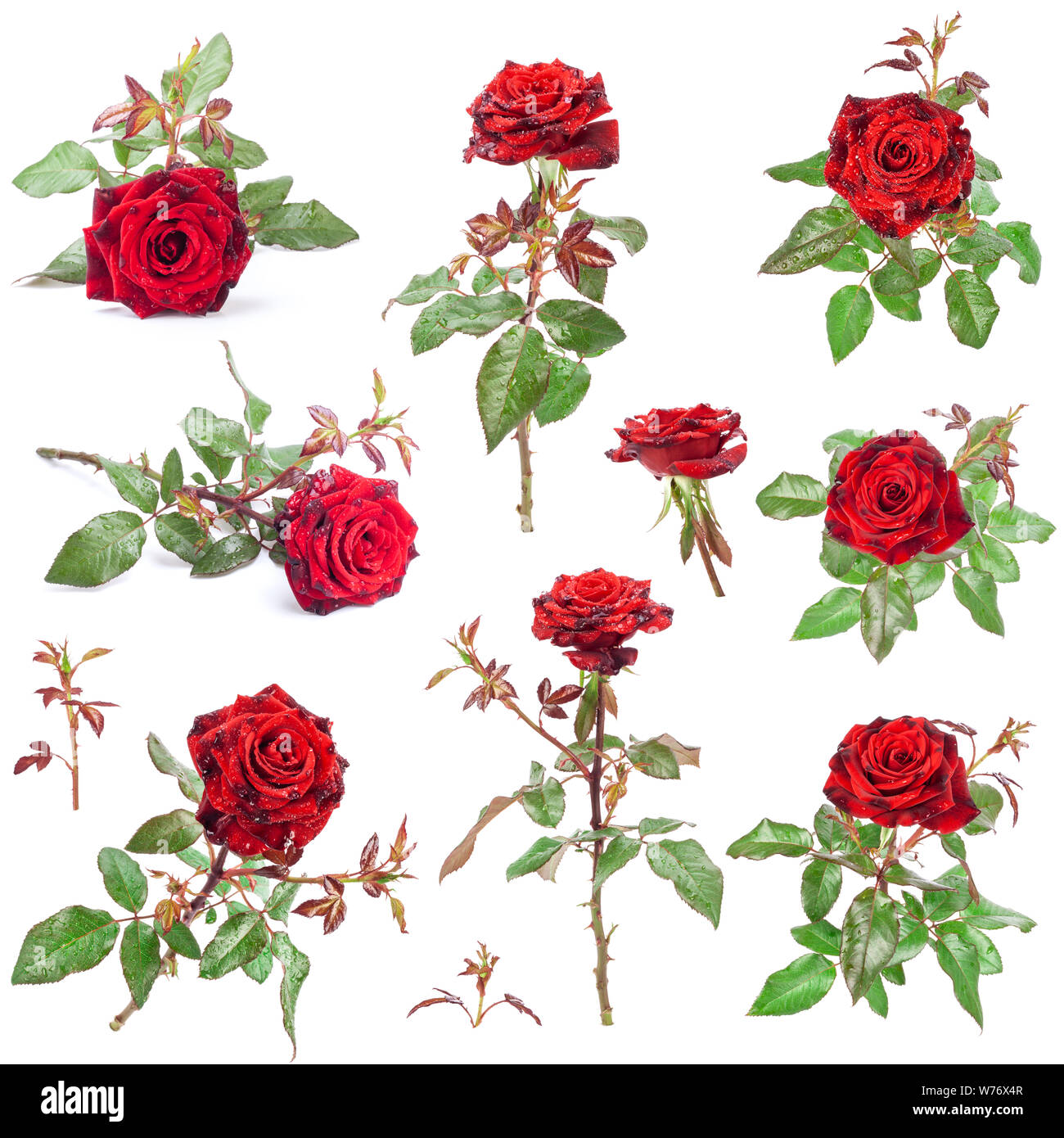 Red rose isolated on white background Stock Photo - Alamy