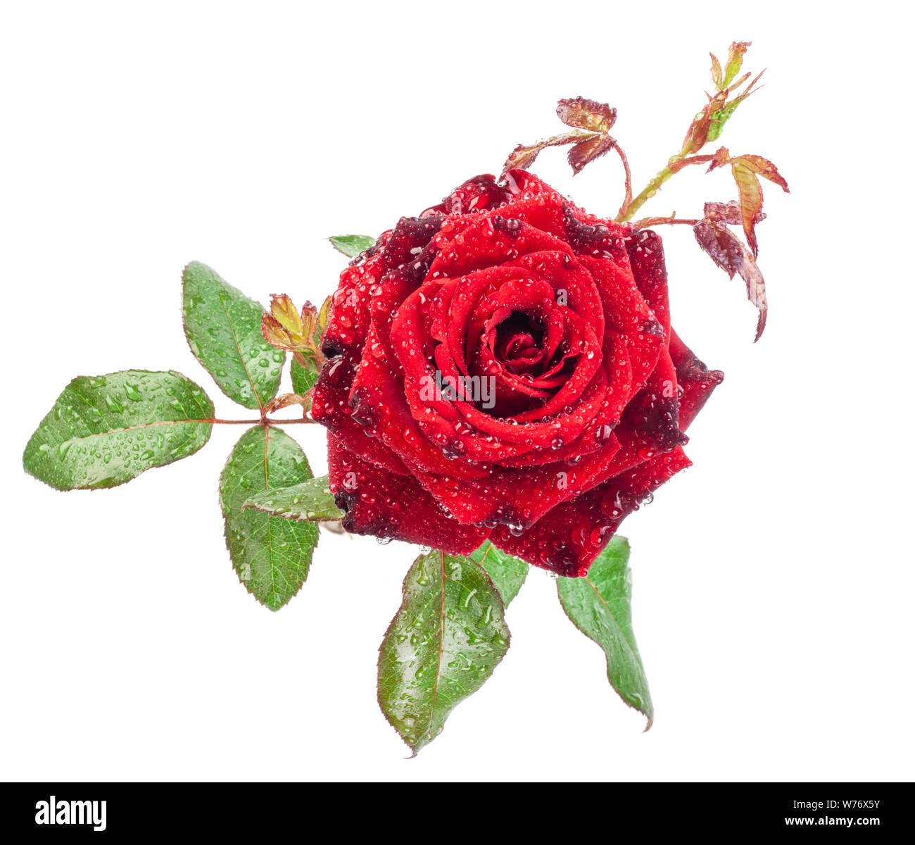 Red rose isolated on white background Stock Photo - Alamy