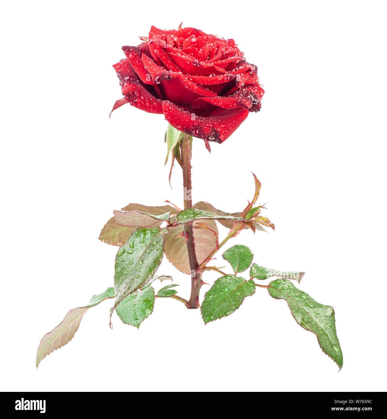 Red rose isolated on white background Stock Photo - Alamy