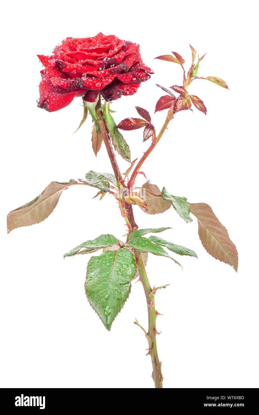 Red rose closeup water Cut Out Stock Images & Pictures - Alamy
