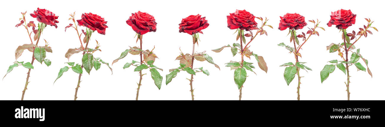 Collection of Red rose isolated on white background Stock Photo - Alamy