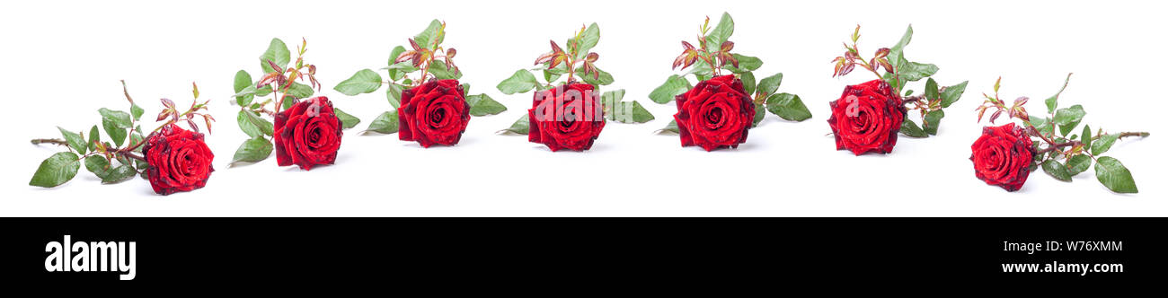 Collection of Red rose isolated on white background Stock Photo - Alamy