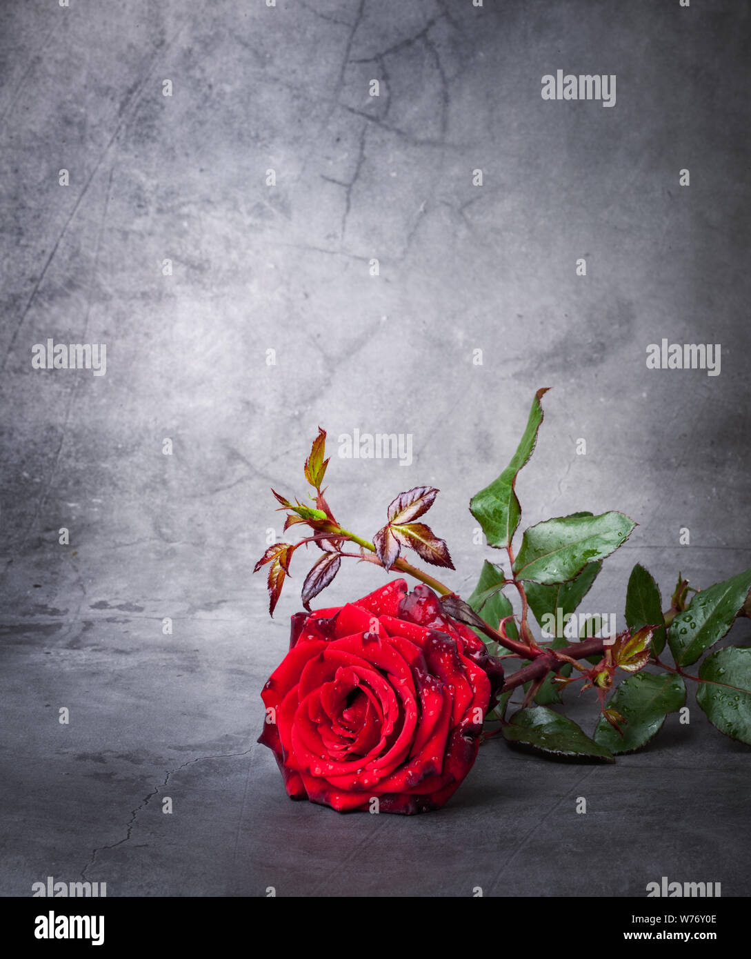 Red rose with grey color background hi-res stock photography and images ...