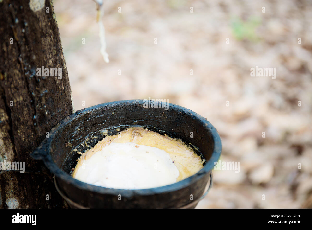 Old rubber plantation hi-res stock photography and images - Alamy