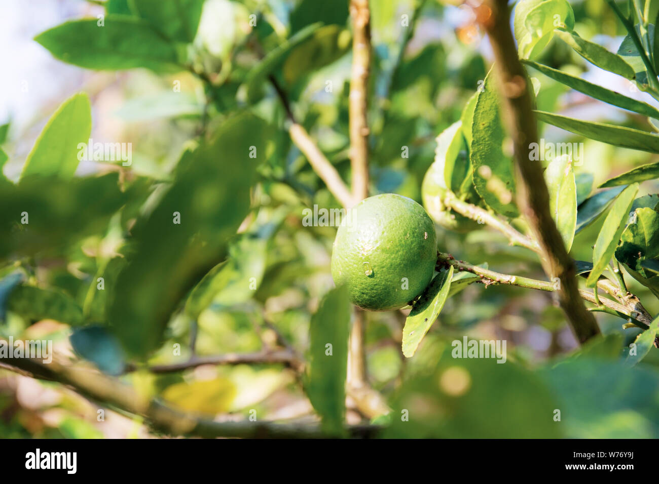 Lemon on tree with the sunlight at sky Stock Photo - Alamy