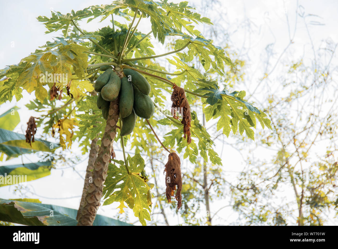 Papaya tree branches hi-res stock photography and images - Alamy
