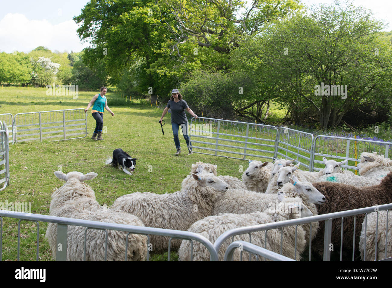 Sheep shearing training hi-res stock photography and images - Alamy