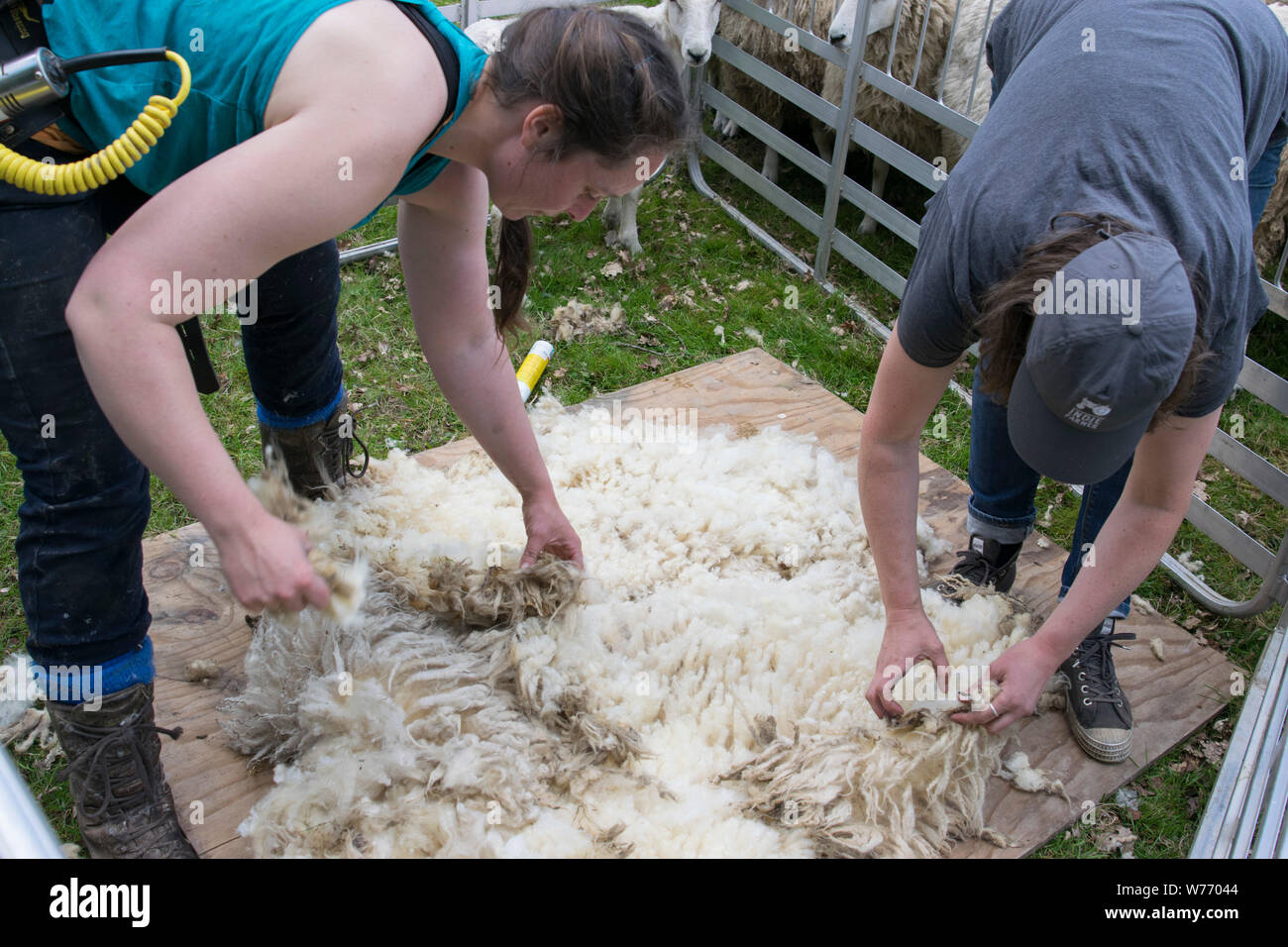 Women collecting the wool from shearing sheep Stock Photo - Alamy