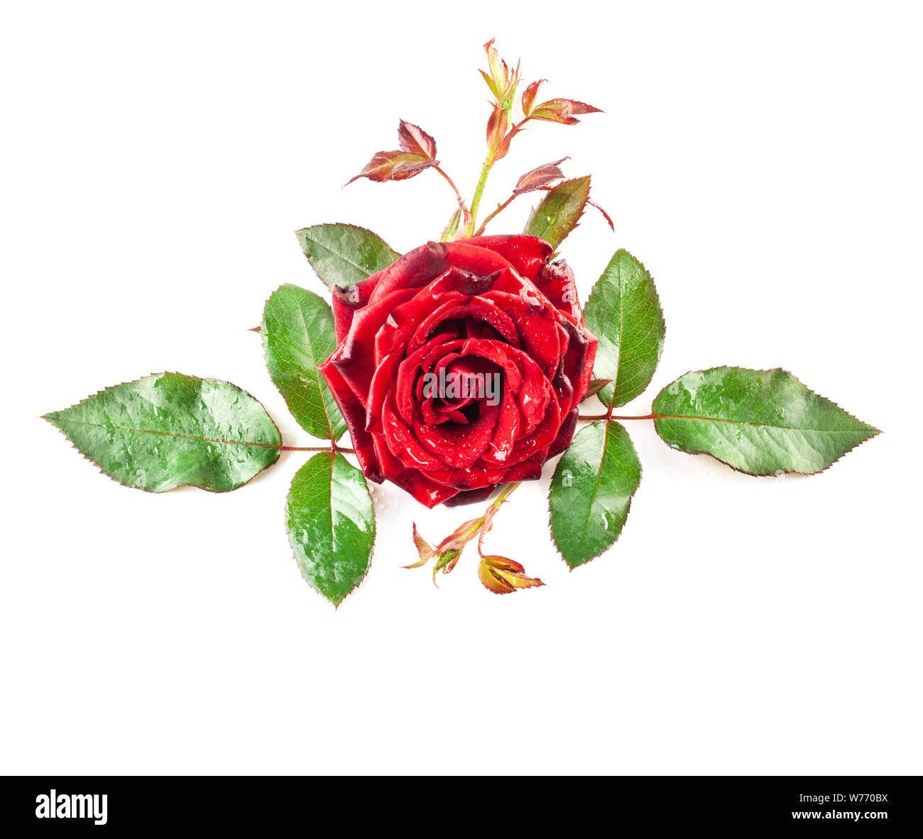 Red rose isolated on white background Stock Photo - Alamy