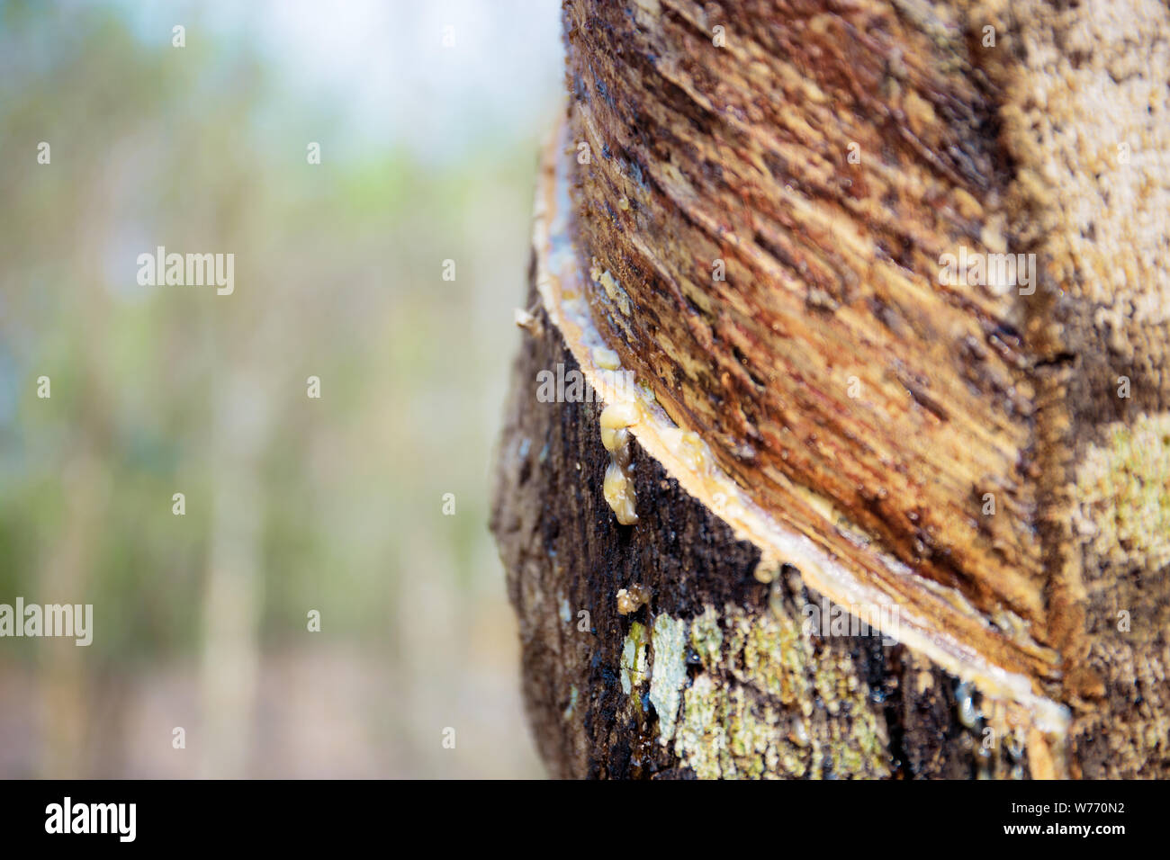 Old rubber plantation hi-res stock photography and images - Alamy