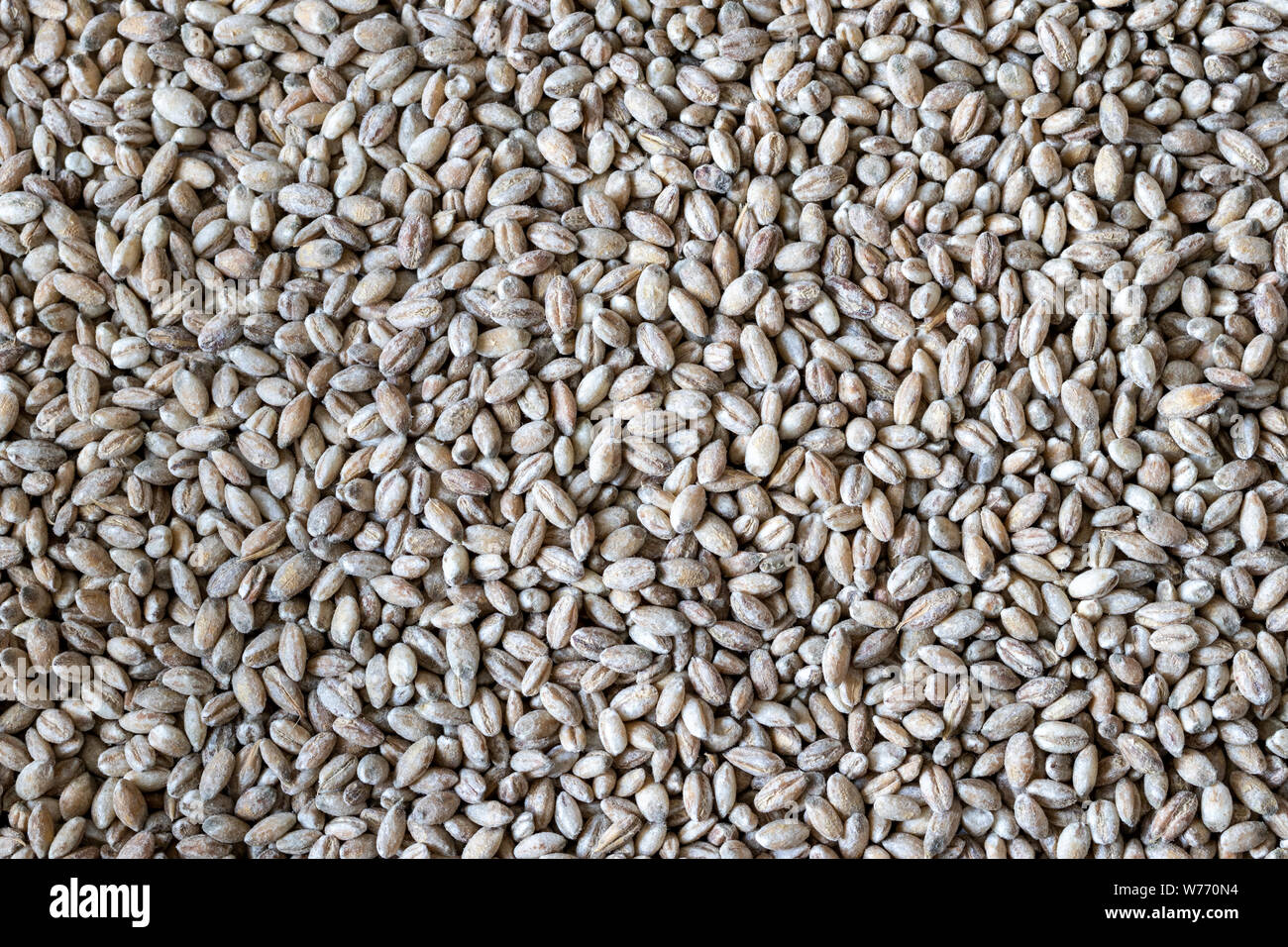 Barley grains background or texture. Gluten-Free and healthy vegeterian ...