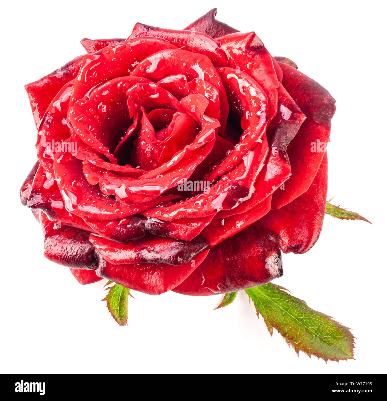 Red rose isolated on white background Stock Photo - Alamy