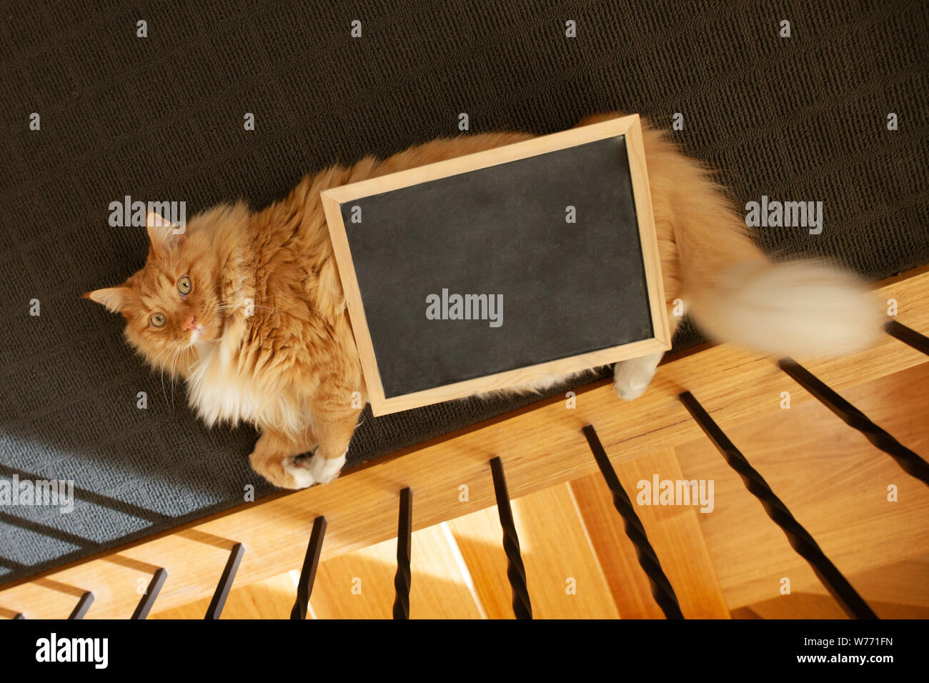 Top down view of ginger cat lying on the floor with empty blackboard ...