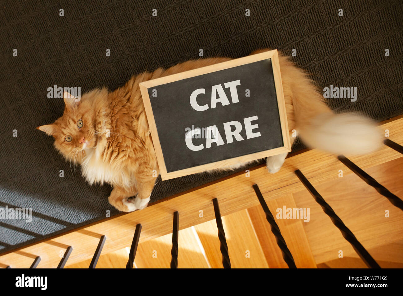 Caring for your cat topic depicted with cat lying on floor and cat care ...