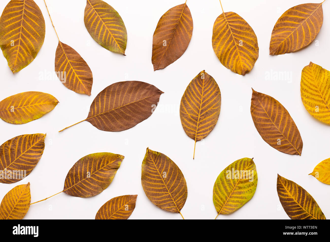 Golden autumn dead leaves falling down over white backgraund Stock ...